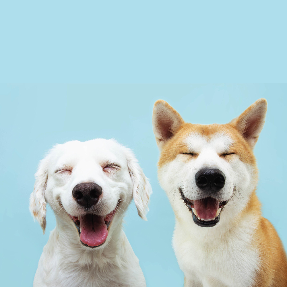 It's Here: NEW Ultimates Dog Food | Ultimates Pet Food