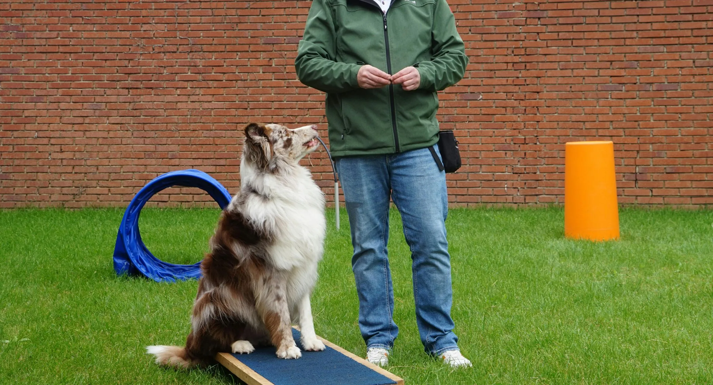 Agility Equipment for Dogs: Beginner’s Guide to Training - Ultimates ...