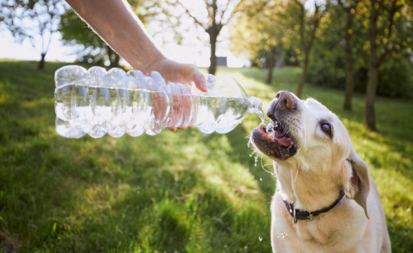 How to Get Your Dog to Drink More Water - Ultimates | Advanced Pet ...