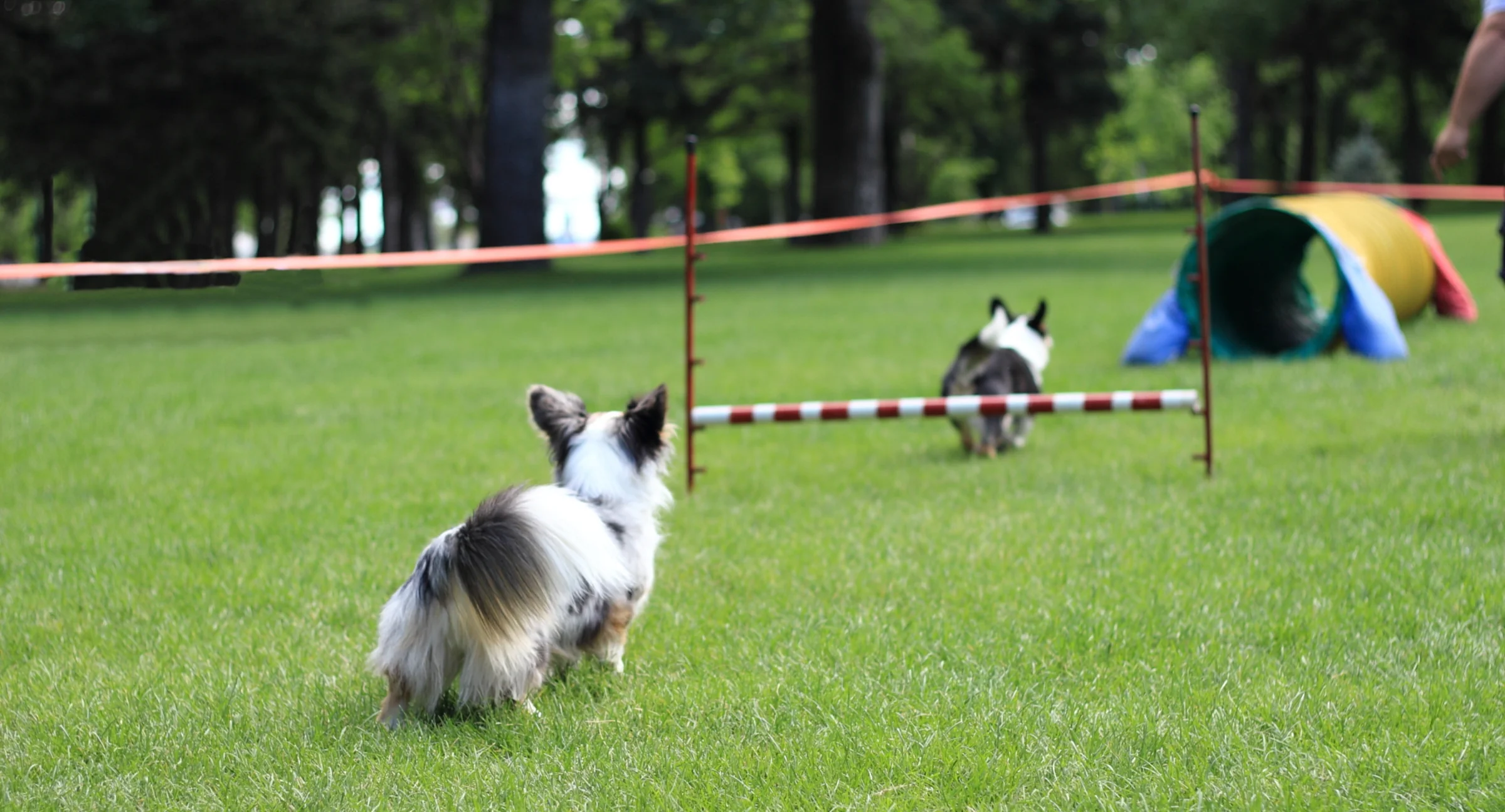 Agility Equipment for Dogs: Beginner’s Guide to Training - Ultimates ...