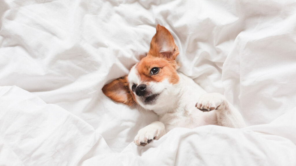 Indoor Activities To Keep Your Pet Busy In The Winter Ultimates Pet Food indoor-activities-to-keep-your-pet-busy-in-the-winter-ultimates-pet-food