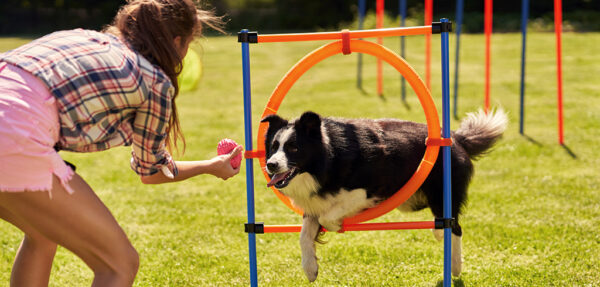 Teaching Dog Agility – Guide Du Débutant Chien Agility – AJRUZ